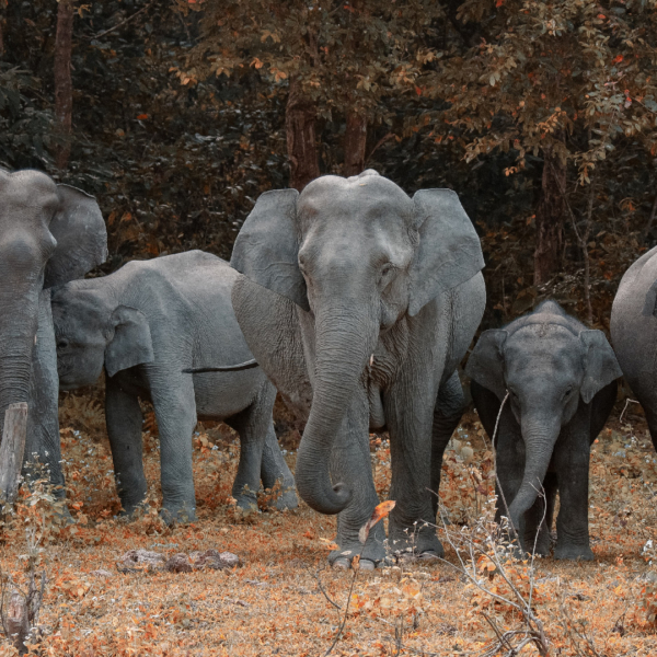 Education Centre · Earth Safe plant based cosmetics · Earth Repair